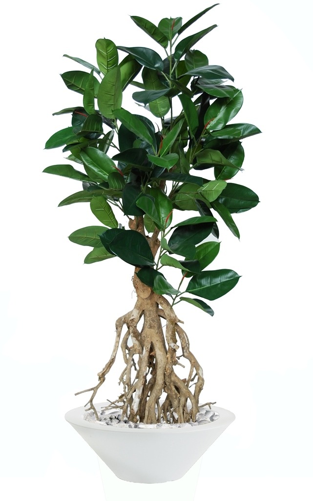 Ficus Elastica Root - Interior Store - Plante artificiale - Plante